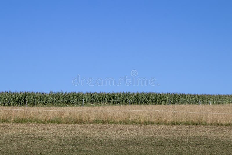 Edge of corn field stock photo. Image of corn, young, green - 184492