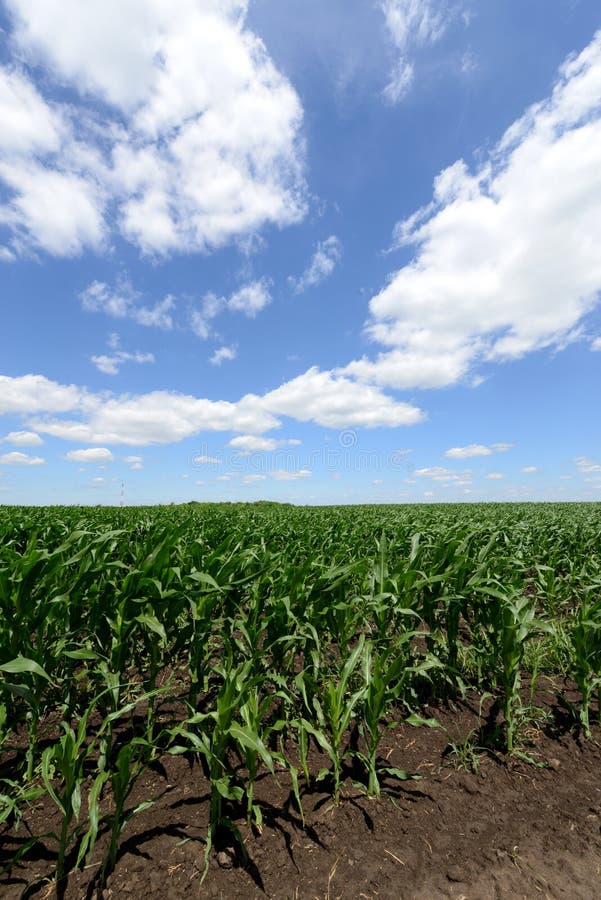 Edge of corn field stock photo. Image of corn, young, green - 184492