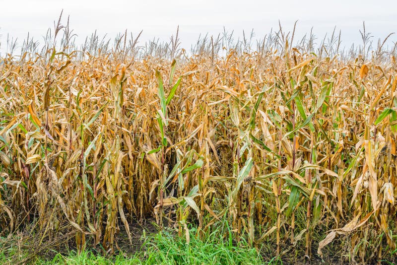 At the Edge of a Corn Field Stock Photo - Image of crop, edge: 87711826