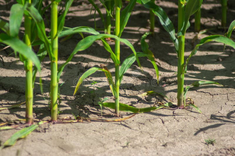 Edge of the corn field stock photo. Image of field, cornfield - 156496464