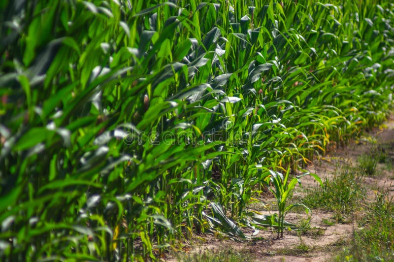 Edge of the corn field stock photo. Image of garden - 157291474