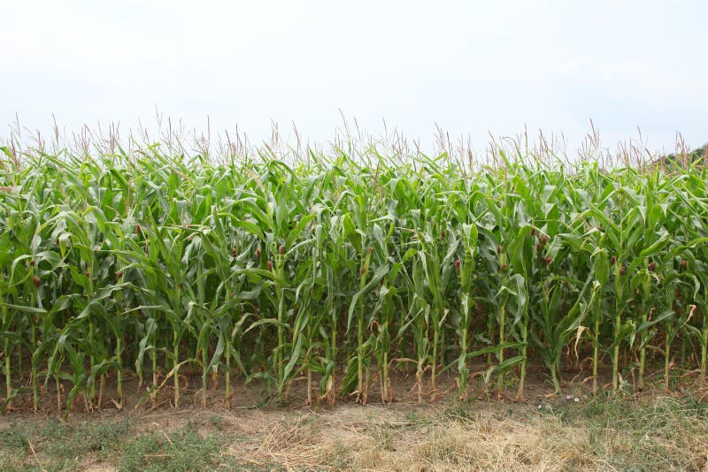 Edge of corn field stock image. Image of grow, stalk - 27337823