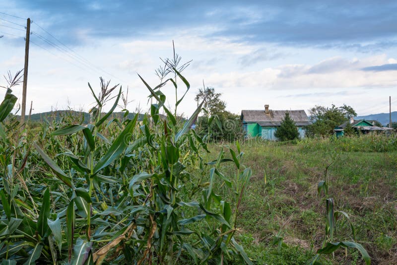 Edge of Corn Field and Rural House. Stock Image - Image of culm, autumn ...