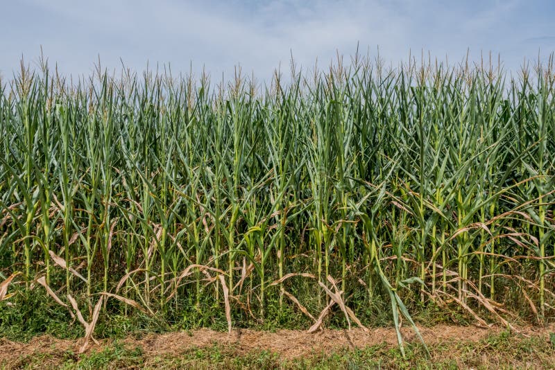 Edge of corn field stock photo. Image of corn, young, green - 184492