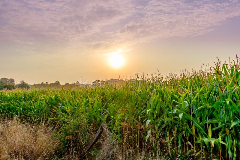 Maize Corn Valley Landscape Stock Image - Image of ripe, britain: 33888275