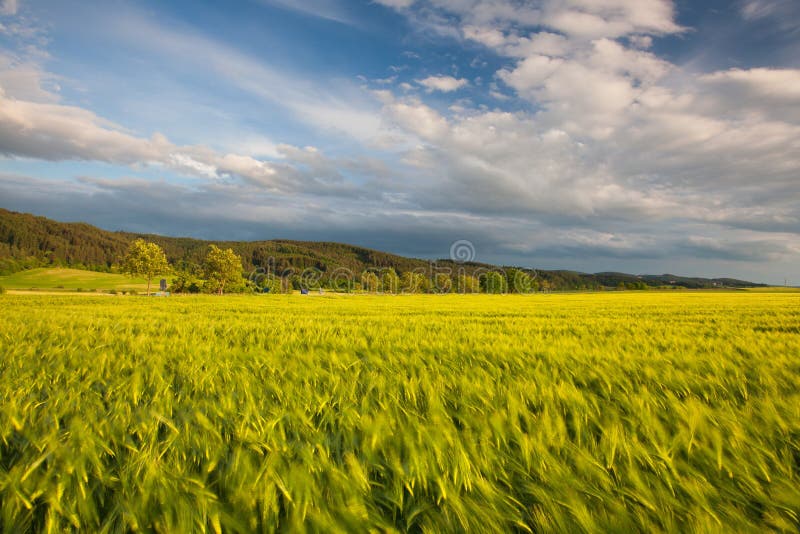 On the edge of a cornfield stock image. Image of plant - 54832781