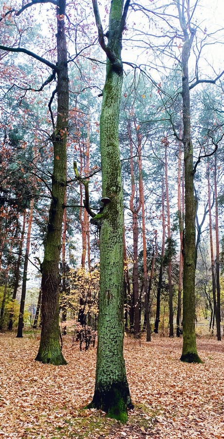 Edge of a Dense Coniferous Forest with a Tree Trunk Covered with Green ...