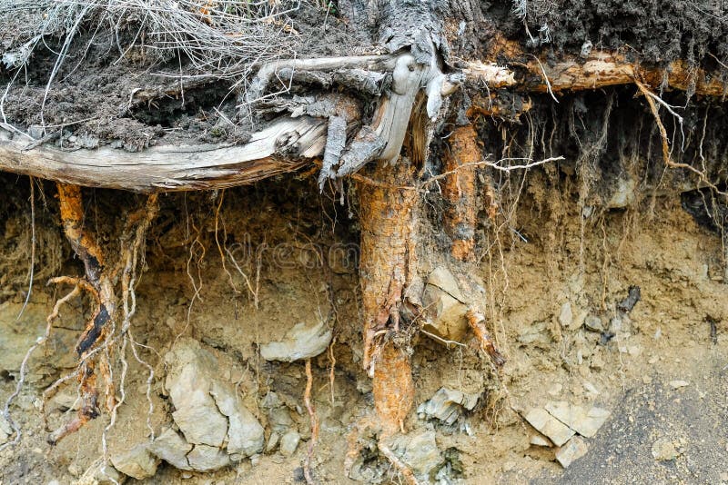 The Edge of the Earth or Field. the Roots of Plants are Visible. Stock ...