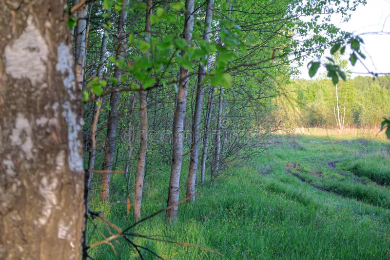The Edge, the Edge of the Forest, it Represents a Kind of Border ...