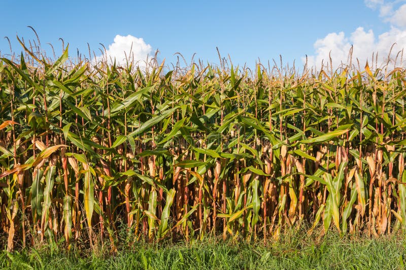 On the Edge of a Field with Fodder Maize Stock Photo - Image of ...