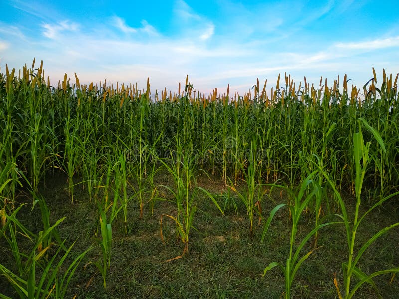Field with millet crop stock image. Image of harvest - 31206705