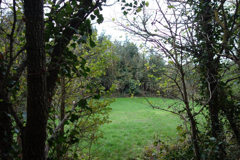 The Edge of a Forest stock photo. Image of trees, green - 160848210