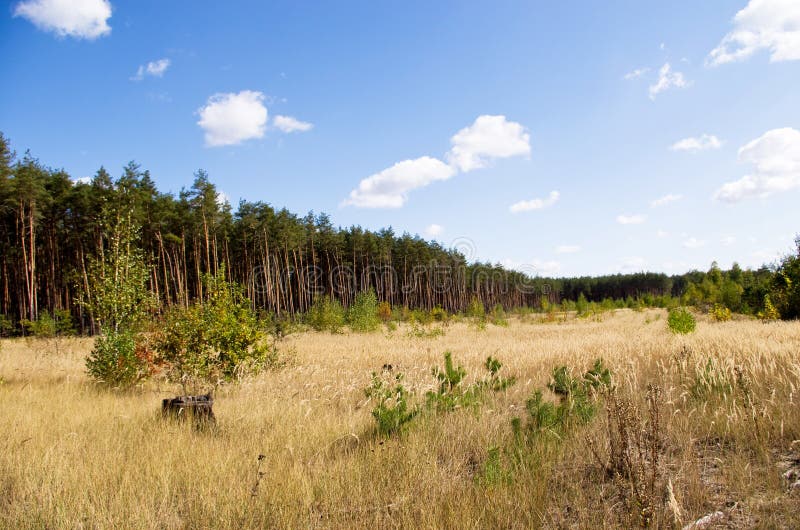 Edge of a forest stock image. Image of landscape, range - 26661039