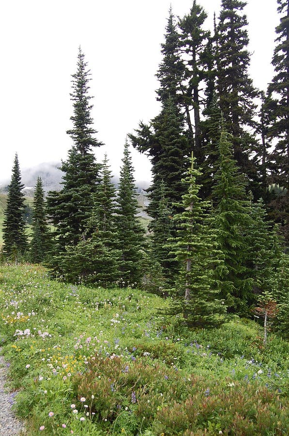 Forest clearing stock image. Image of exterior, britain - 21108415