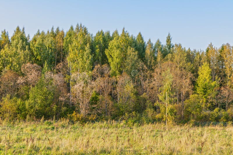 The Edge of the Forest in Autumn Stock Photo - Image of beautiful ...
