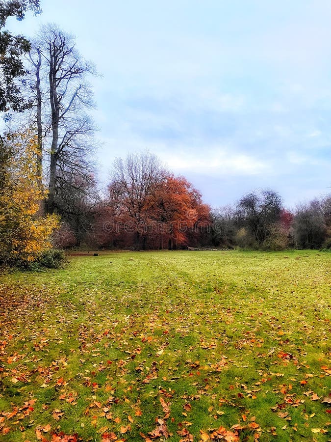 Edge of the Forest in Autumn Stock Photo - Image of nature, tree: 298473022