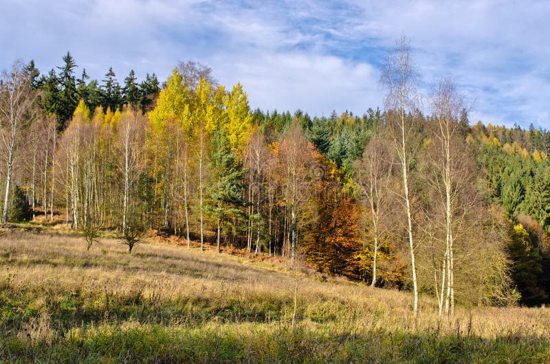 Edge of Forest during the Autumn Stock Photo - Image of plant, golden ...