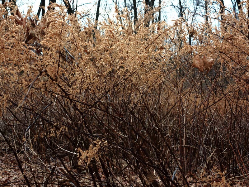Fall Vegetation stock photo. Image of fall, nature, natural - 157523708