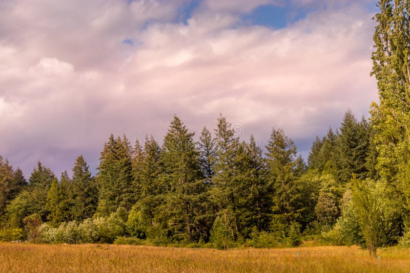 Edge of forest with clouds stock image. Image of travel - 122241825