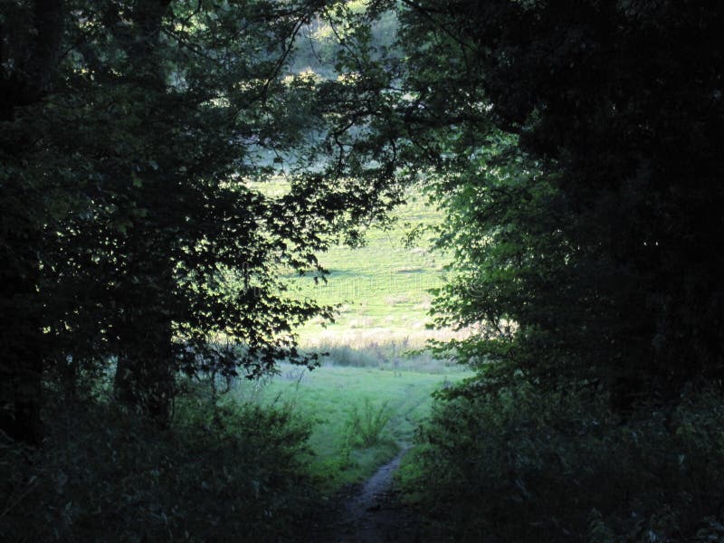 Edge of the Forest stock photo. Image of light, forest - 127484490