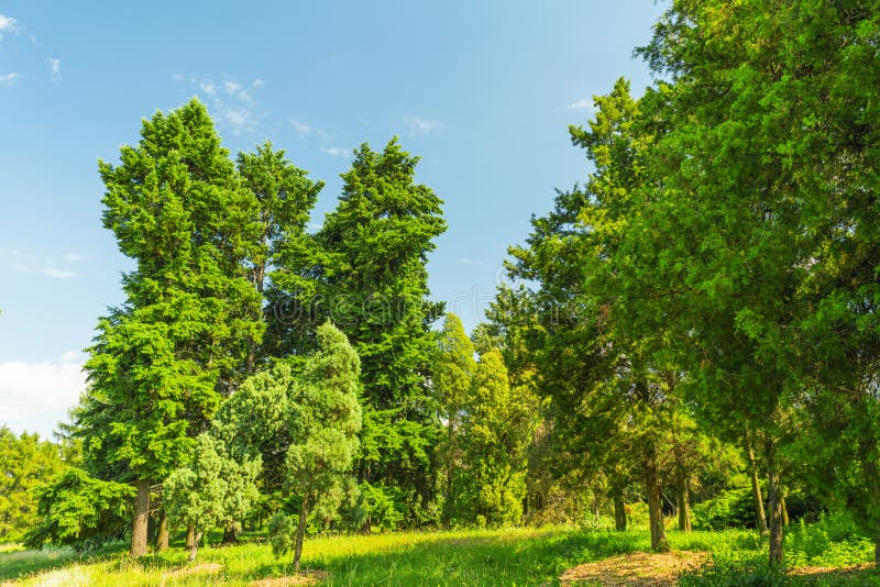 Edge of Forest, Field with Green Grass Stock Photo - Image of forest ...