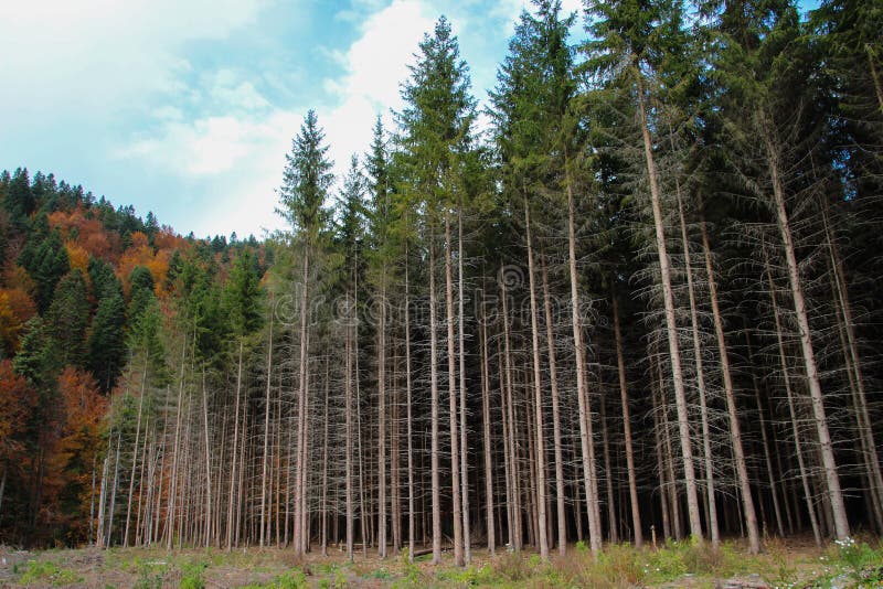 At the edge of the forest stock photo. Image of light - 45776496
