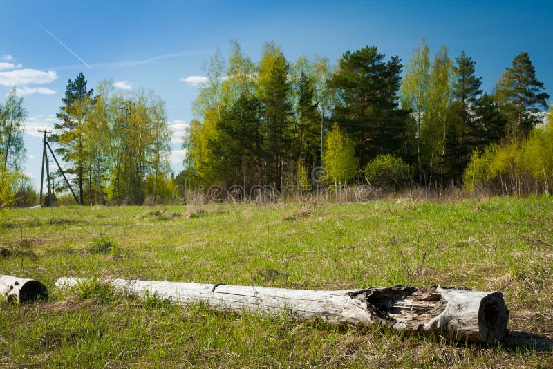 Edge of Forest on Grass Lie Dry Old Tree Log. Stock Photo - Image of ...