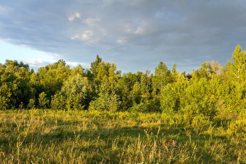 Edge of the Forest Illuminated by the Evening Sun. Stock Image - Image ...