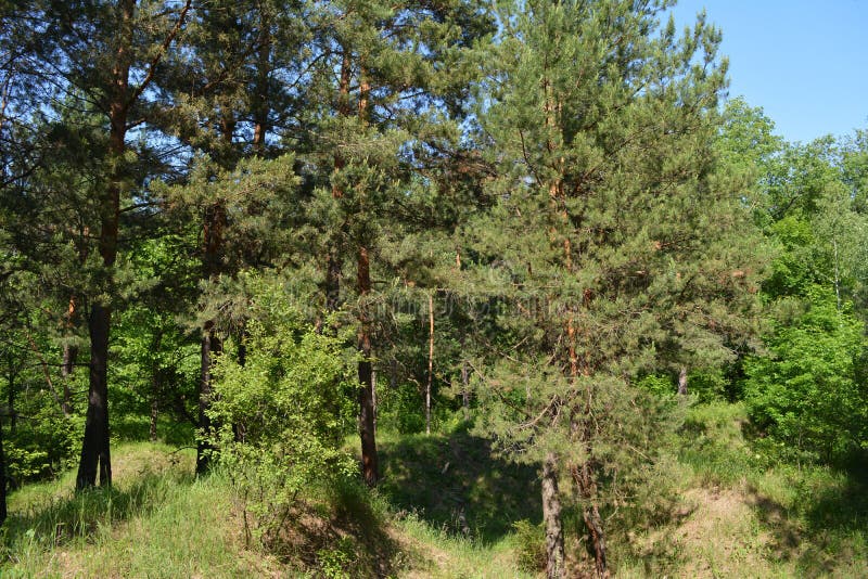 Edge of Forest with Pines in Sunny Summer Day Stock Photo - Image of ...