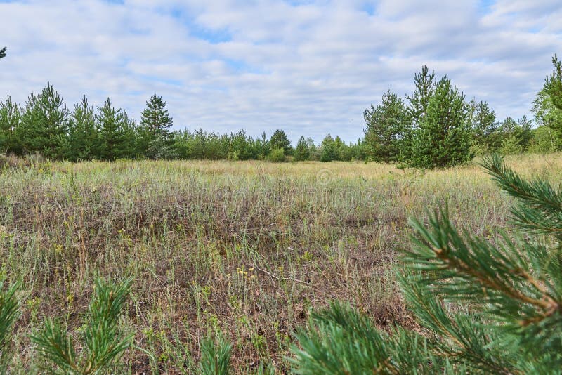 The edge of forest stock image. Image of bottom, beauty - 121303785