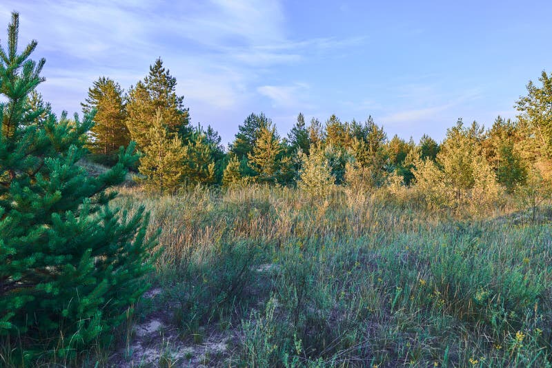 The edge of forest stock photo. Image of land, forest - 121303810