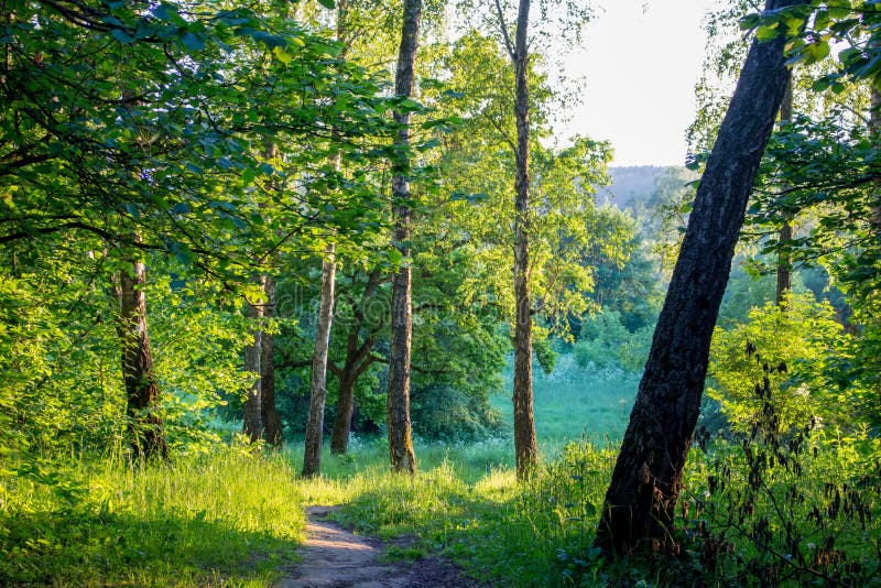Edge of the forest stock photo. Image of grass, outdoors - 139629050