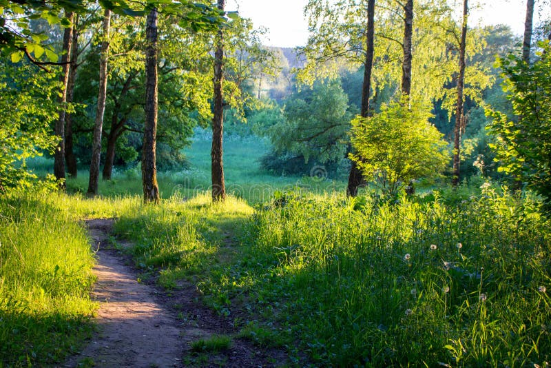 Edge of the forest stock image. Image of birch, exit - 139629147