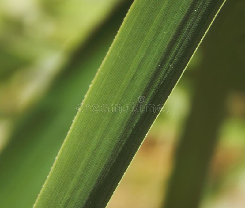 Background Macro the Edge of the Grass Stock Image - Image of space ...