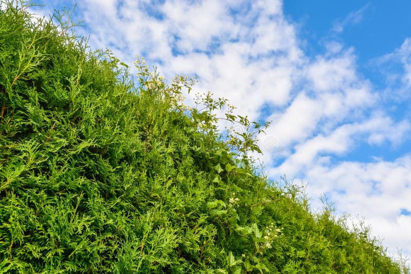 Edge of Green Hedge with Cloudy Sky Above. Stock Image - Image of lawn ...
