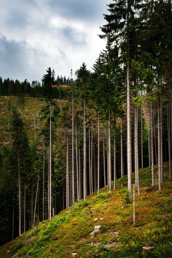 The Edge of a High Forest on a Slope Stock Image - Image of nature ...