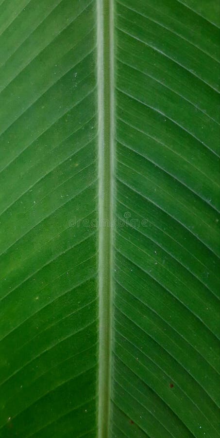 The edge of the leaf stock photo. Image of flower, sunlight - 261959352