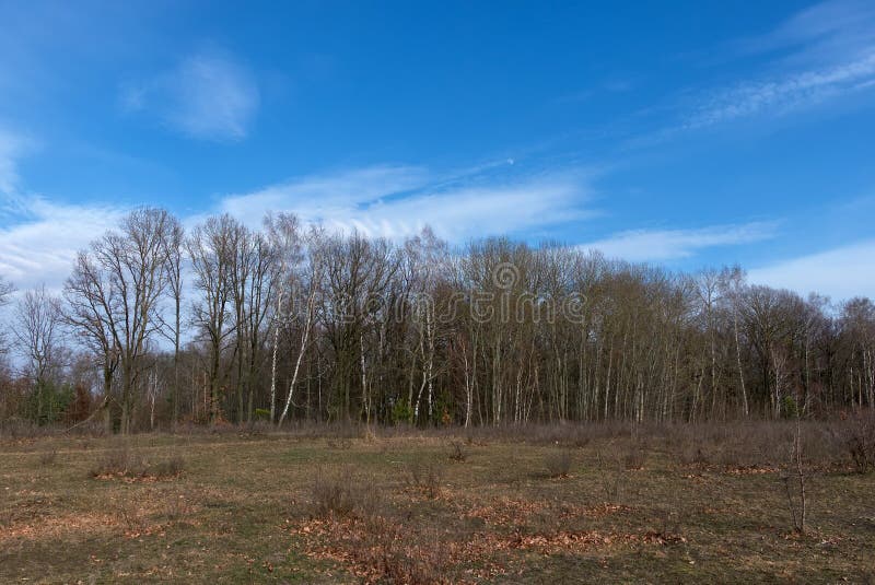 Edge of a Leafless Forest in March. Bare Spring Trees Stock Photo ...