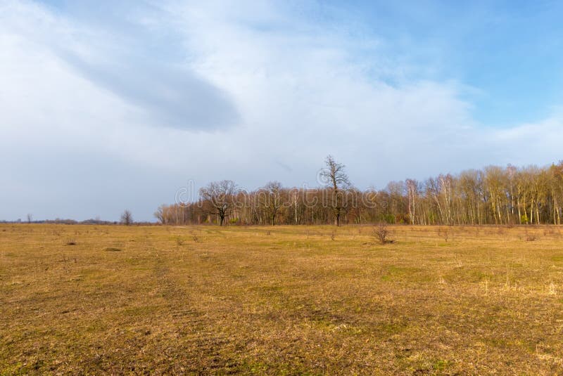Edge Leafless Forest March Bare Spring Trees Landscape Stock Photos ...