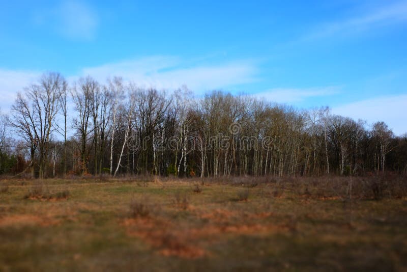Edge of a Leafless Forest in March. Bare Spring Trees Stock Photo ...