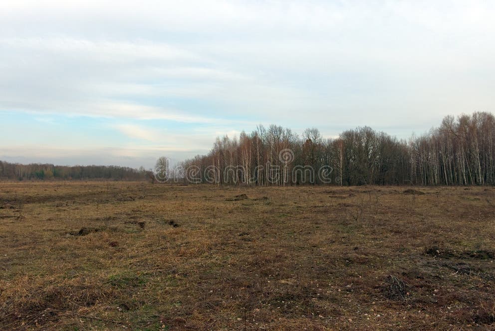 Edge of a Leafless Forest in March. Bare Spring Trees Stock Image ...