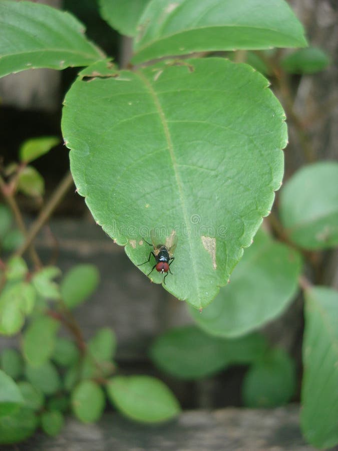 At the edge of a leave stock photo. Image of stopped - 42894394