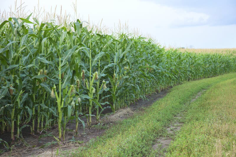 Edge of a Midwestern Cornfield Stock Photo - Image of cornfield ...