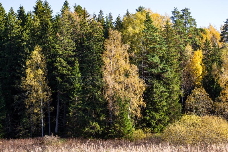 Edge of Mixed Forest in Autumn Season Stock Photo - Image of tree ...