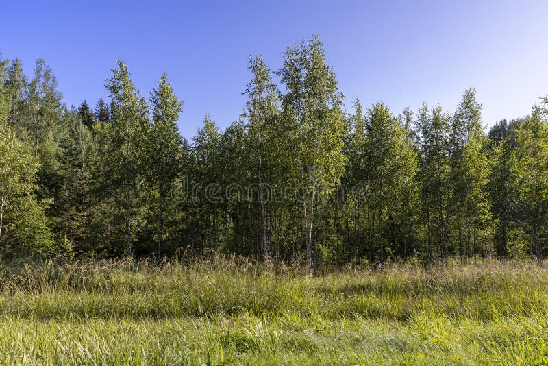The Edge of the Mixed Forest with Deciduous Trees and Green Grass Stock ...