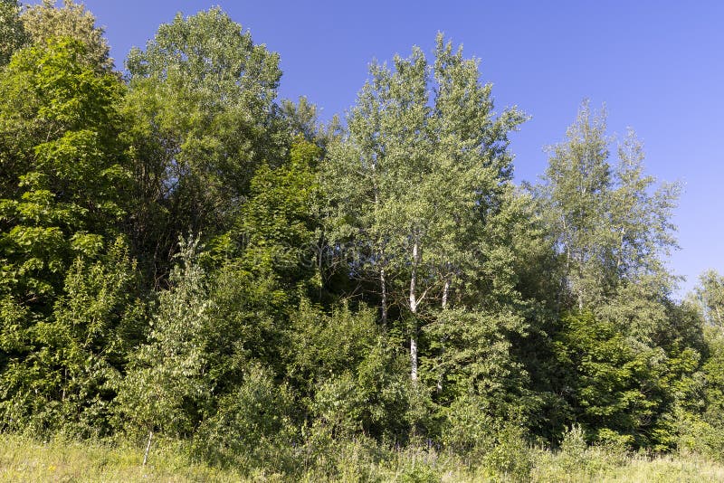 The Edge of the Mixed Forest with Deciduous Trees and Green Grass Stock ...