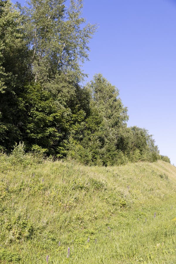 The Edge of the Mixed Forest with Deciduous Trees and Green Grass Stock ...