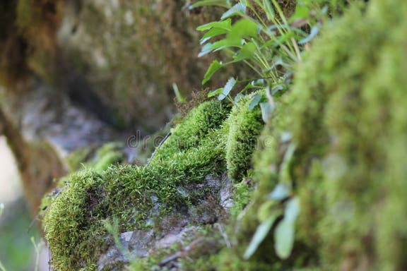Edge of moss life stock photo. Image of wildlife, forest - 361888032