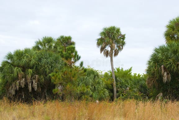 Edge of a Palm Forest stock photo. Image of gold, yellow - 28483680