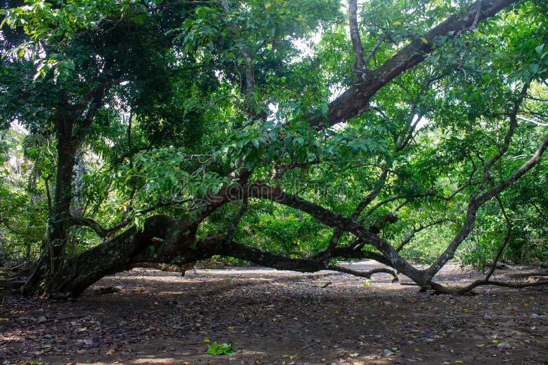 Edge of the Pangandaran Nature Reserve Forest, West Java, Indonesia ...